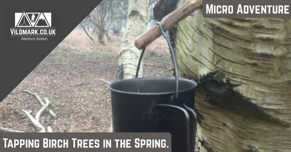Tapping Birch Trees in the Spring. - Vildmark.co.uk